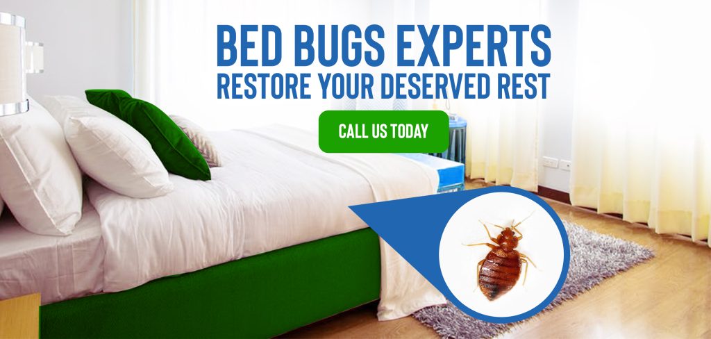 How to control Bed bug at low cost