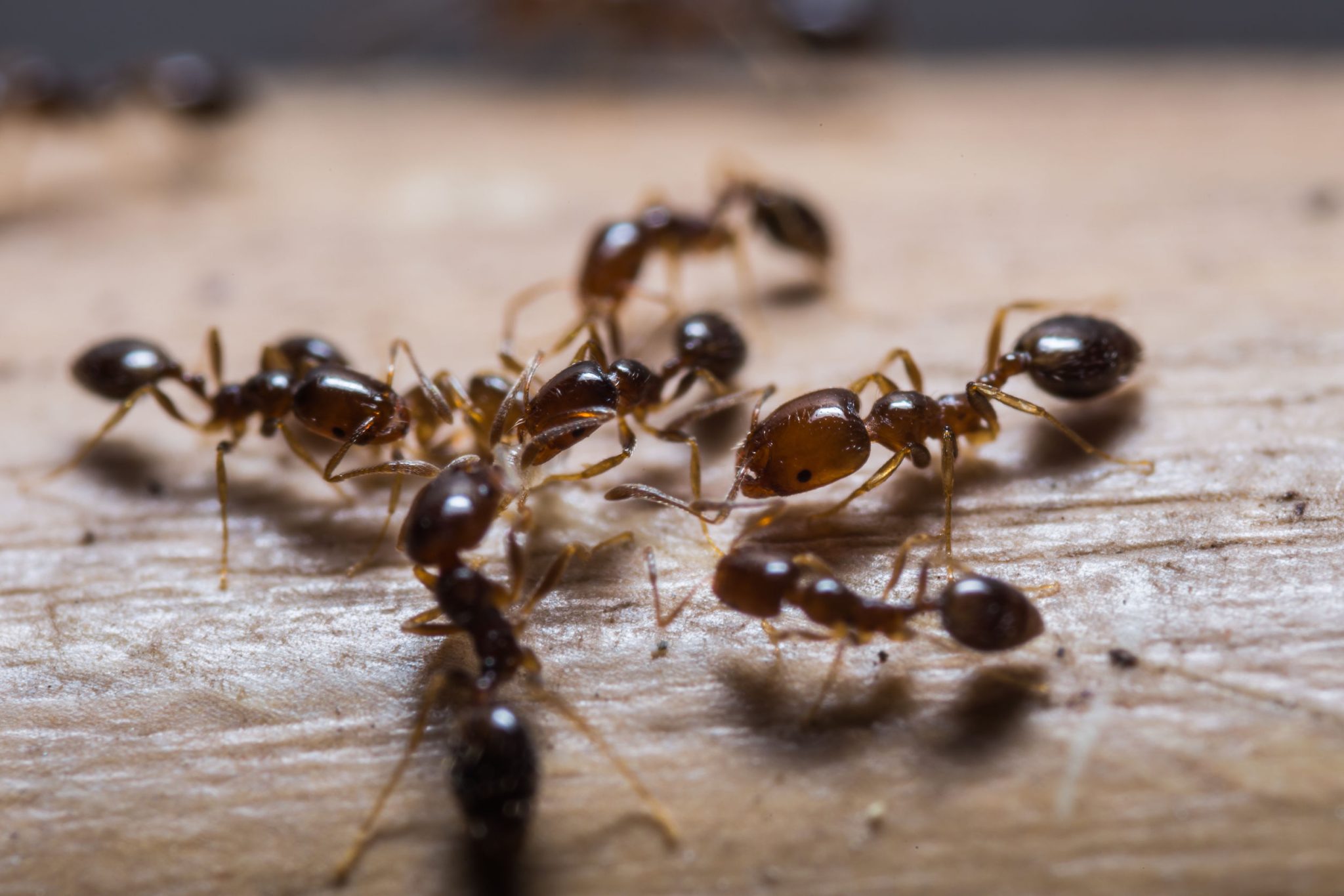 Fire Ant Control and Extermination